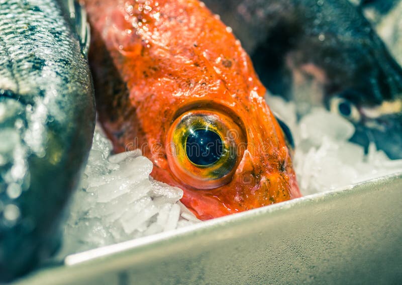 Close-up of an Orange and Red Tulip in Bloom Stock Photo - Image of ...
