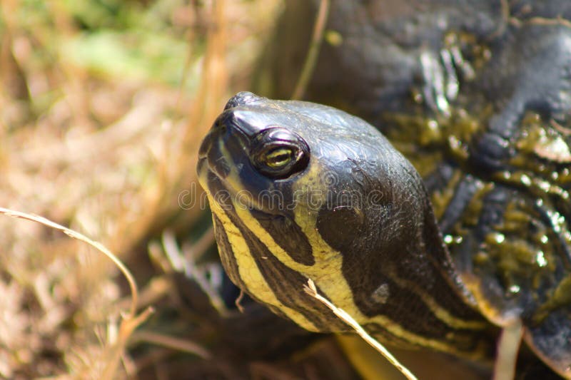 Close-p of Turtle Head Side View with Eye and Selective Focus on ...