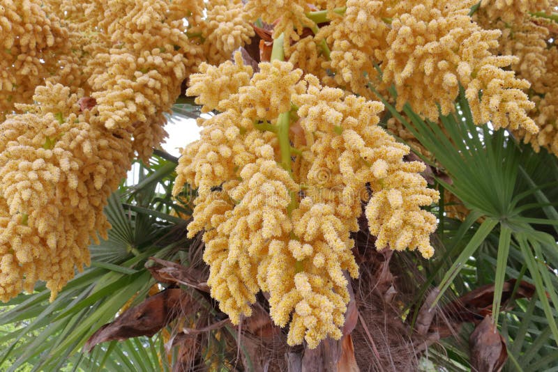 Close on Palm Tree Seeds stock image. Image of gold - 117175111