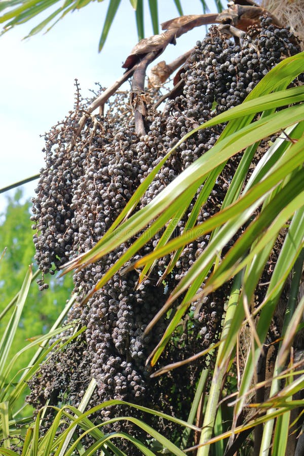 Close on Palm Tree Seeds stock photo. Image of seedling - 93005612