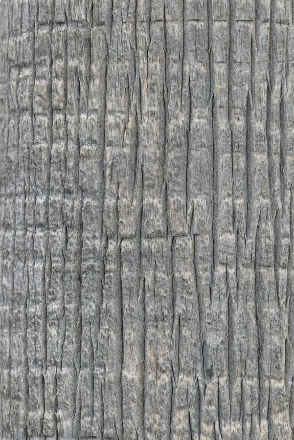 Close of of a Palm Tree Trunk Stock Illustration - Illustration of tropical, organic: 340567566