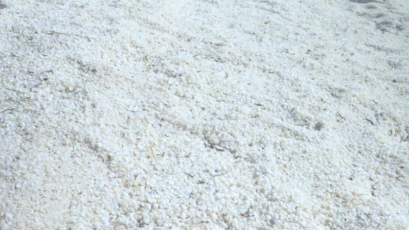 Close Pan of the Cockle Shells that Form Shell Beach at Shark Bay Stock ...