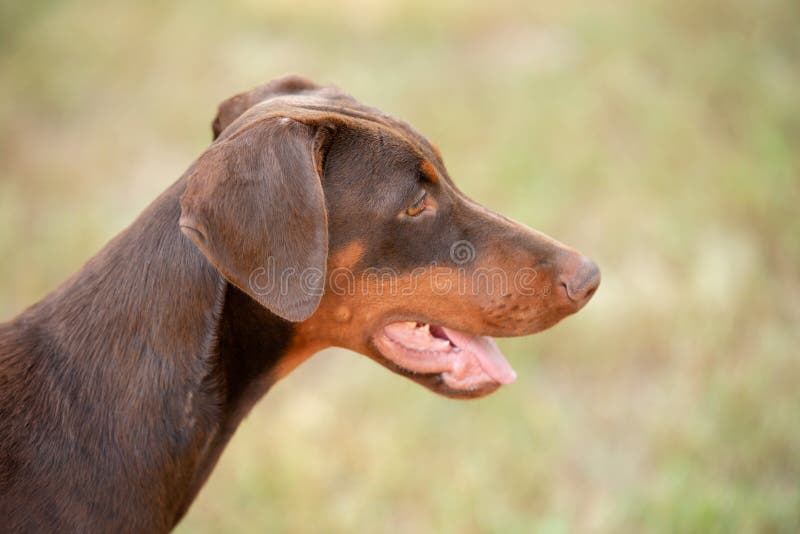 Doberman Dog Head with Ears. Portrait of a Left Side View Stock Image ...