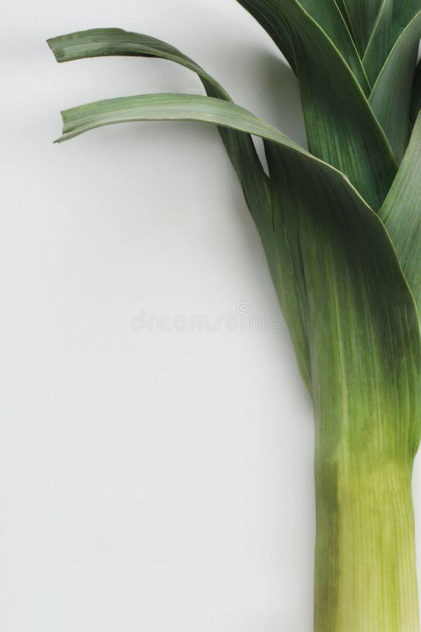 Close Photo of Isolated Leek Leaf Stock Photo - Image of object ...