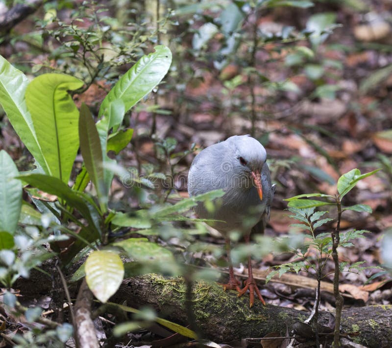 A close photo of kagu stock photo. Image of ornithology - 300178308