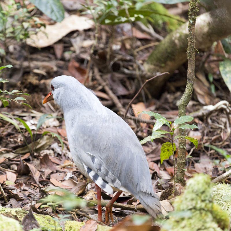 A close photo of kagu stock photo. Image of jubatus - 300178364