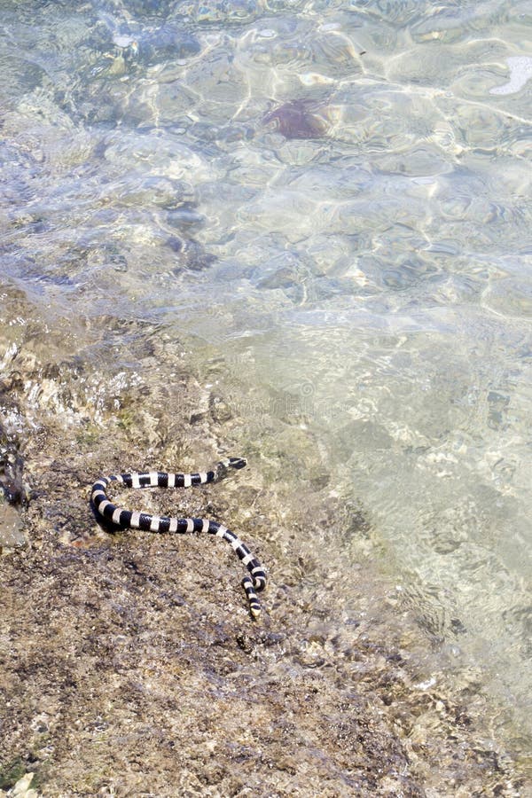 Close Photo of New Caledonian Sea Krait Stock Image - Image of climate ...