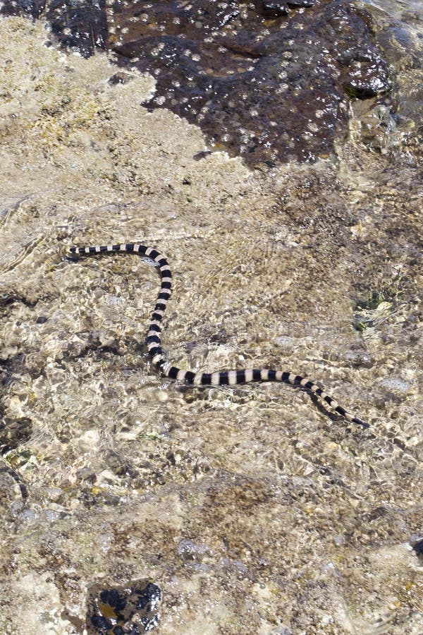 Close Photo of New Caledonian Sea Krait Stock Photo - Image of climate ...