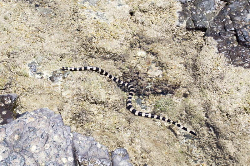 Close Photo of New Caledonian Sea Krait Stock Photo - Image of sand ...