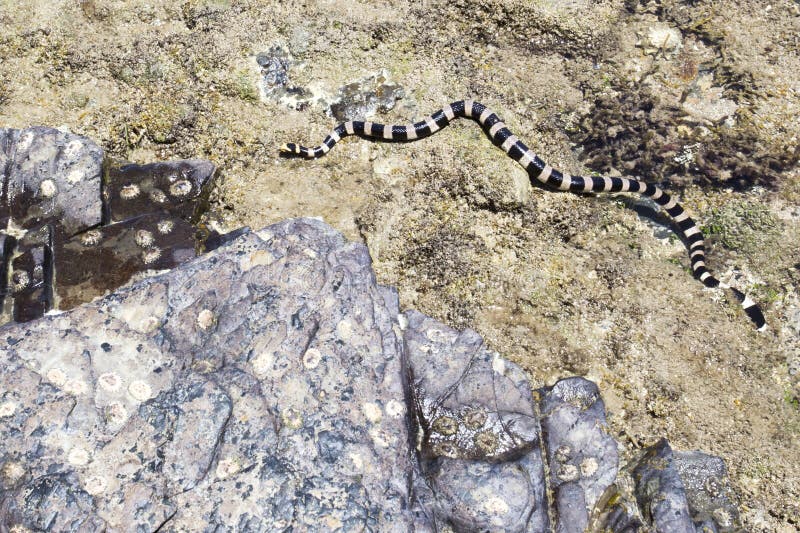 Close Photo of New Caledonian Sea Krait Stock Photo - Image of rock ...