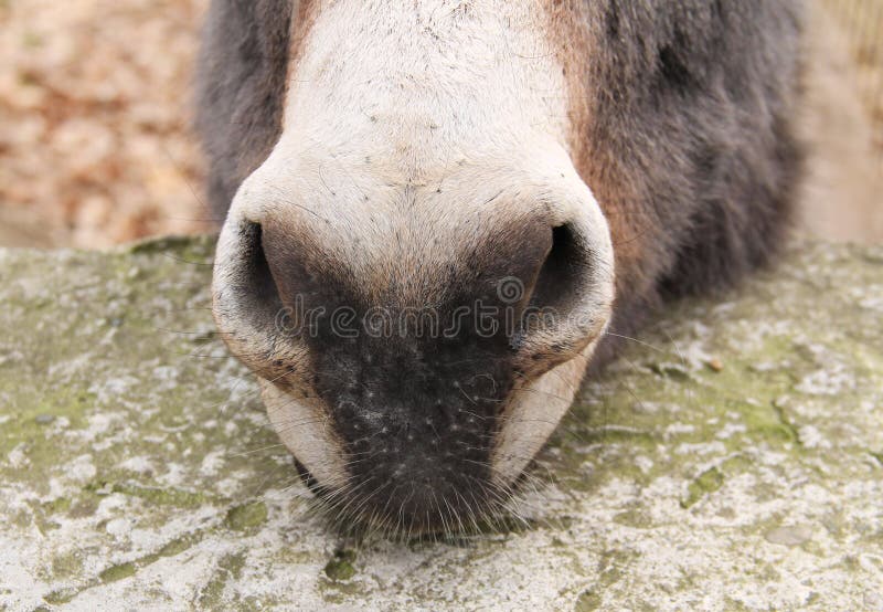 Nose of a donkey stock image. Image of muffle, cute - 178999589
