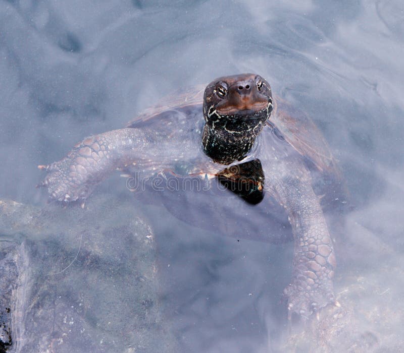 Smiling Green Sea Turtle Stock Photos - Free & Royalty-Free Stock ...