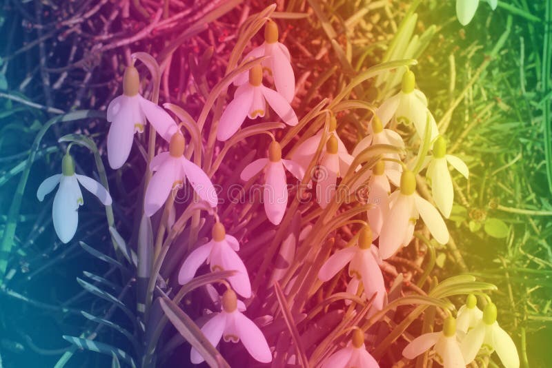Snowdrops with Rainbow Filter Stock Photo - Image of lovely, gradient ...