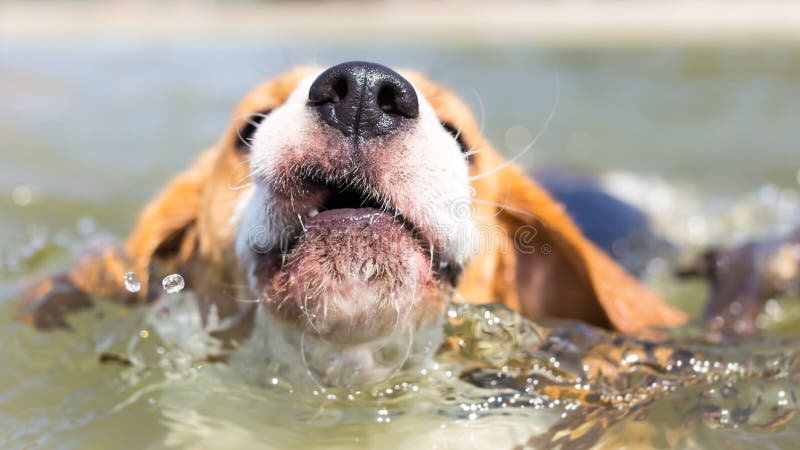 Close Photo of Swimming Beagle Stock Photo - Image of vacation ...