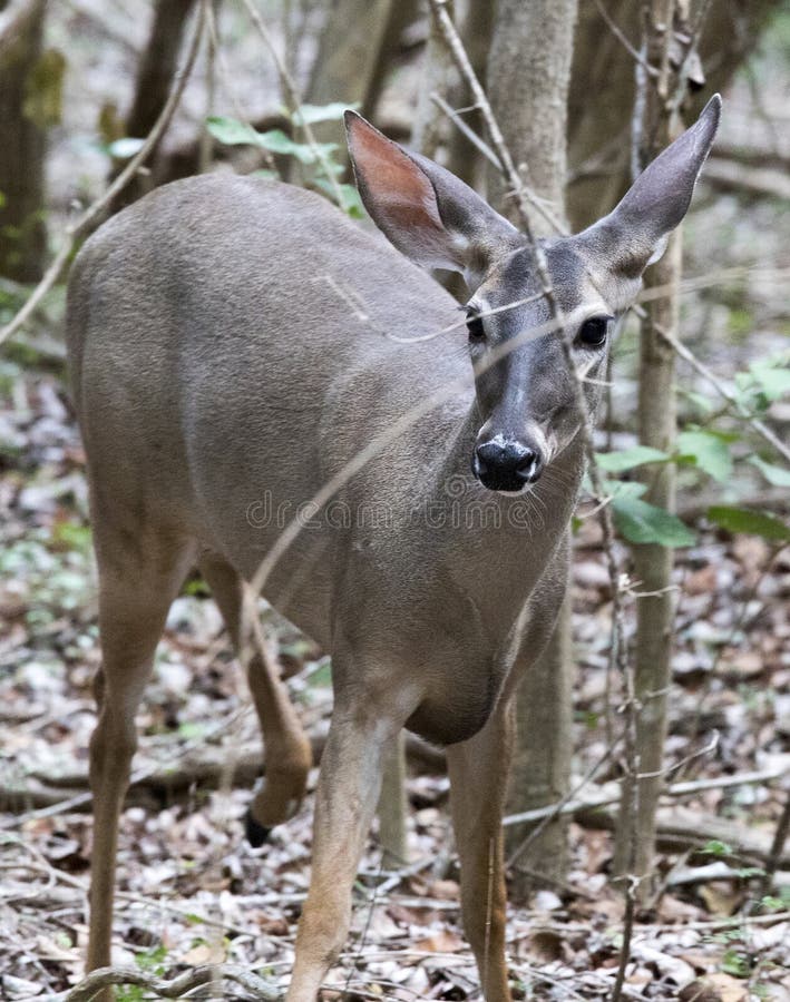 A Close Photo of White-tailed Deer Stock Photo - Image of woods, close ...