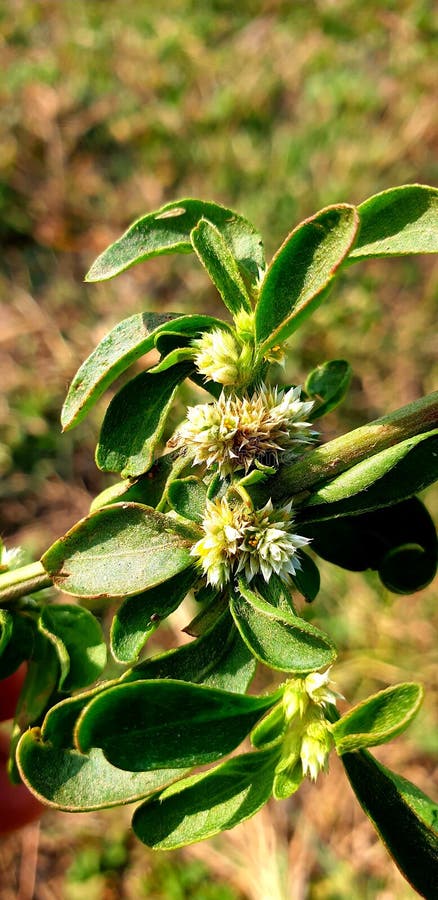 Close Picture of Outdoor Plant Stock Image - Image of plant, green ...