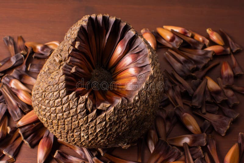 Open Pine Cone on a Wood Background. the True Fruit of Araucaria and ...