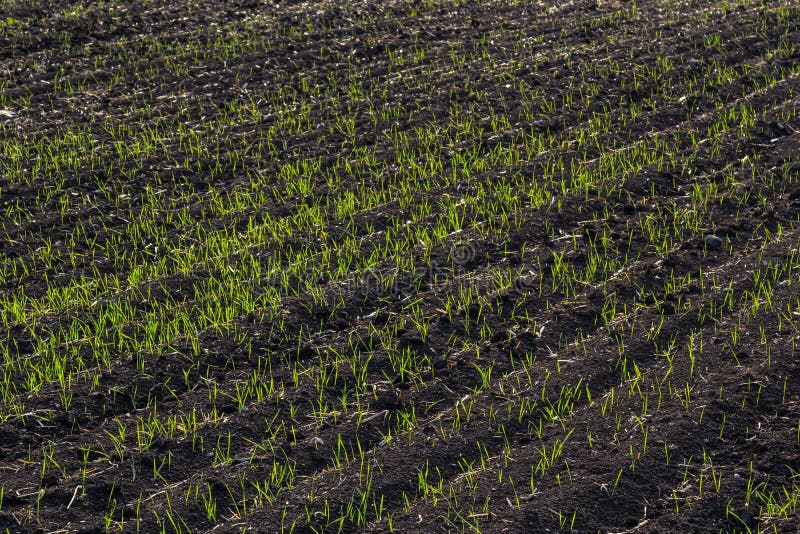 With Close Pitch Spring Wheat in Good Condition Stock Photo - Image of ...