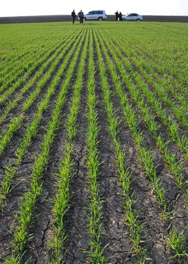 In the Spring Sowing Winter Wheat Field Editorial Stock Photo - Image ...