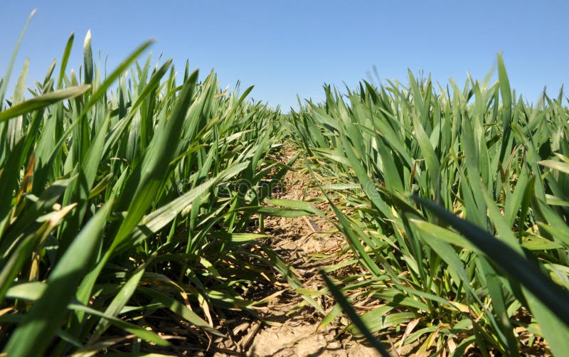 In the Spring Sowing Winter Wheat Field Stock Photo - Image of field ...