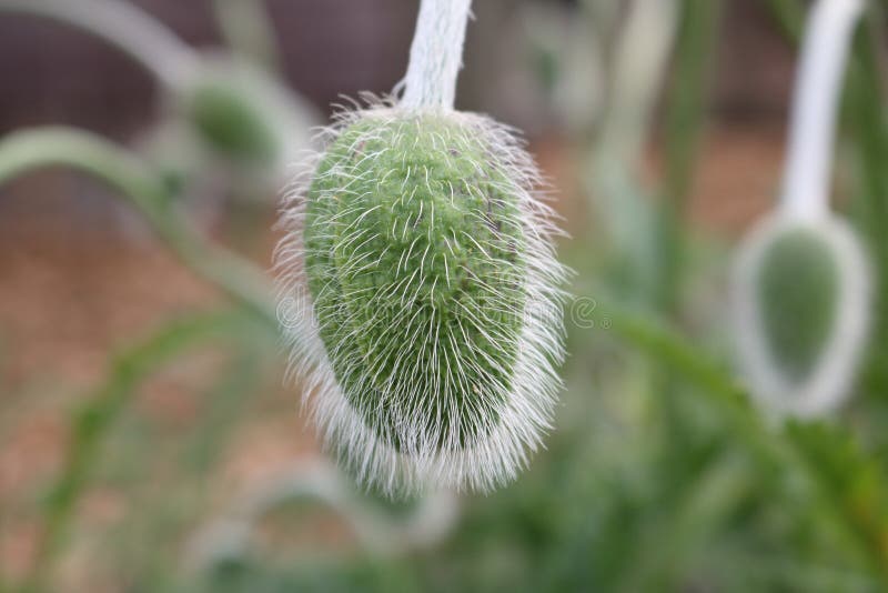 Poppy Bulb Close with Green Cover Stock Image - Image of flower, metal ...