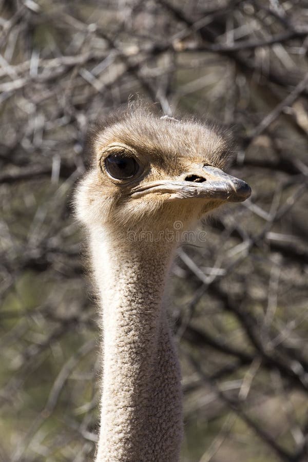 A Close Portrait of a Beautiful Ostrich Stock Image - Image of wildlife ...