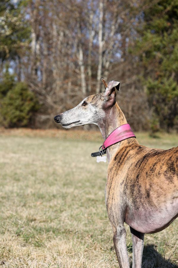 Close Portrait of Female Greyhound Profile in the Nature Stock Photo ...