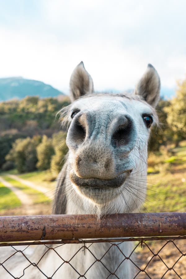 Close Portrait of a Horse Looking at the Camera Stock Image - Image of ...
