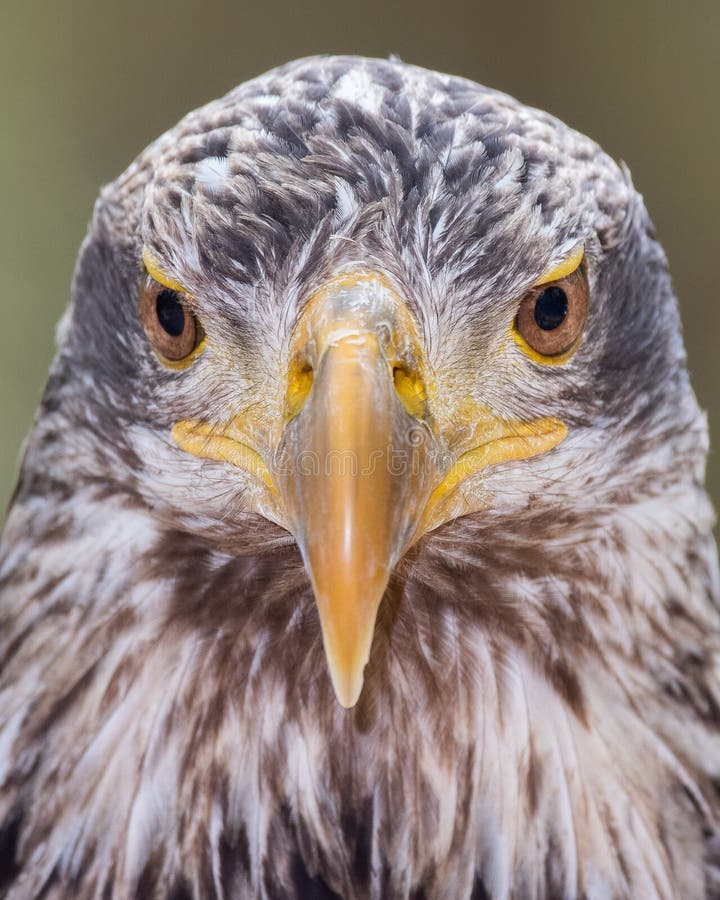 Juvenile Bald Eagle stock image. Image of forest, hawk - 159298775