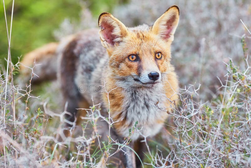 Close Portrait of a Red Fox in Nature Stock Image - Image of head ...