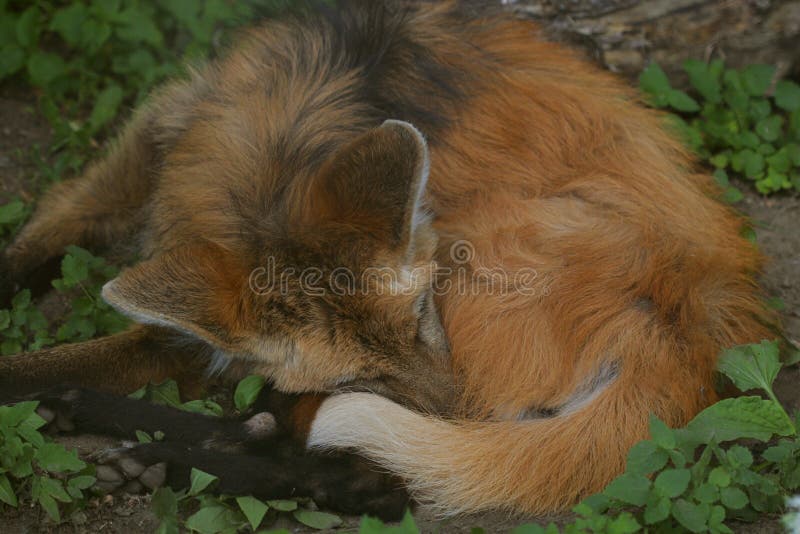 Close Portrait of a Red Fox Stock Photo - Image of beauty, predator ...
