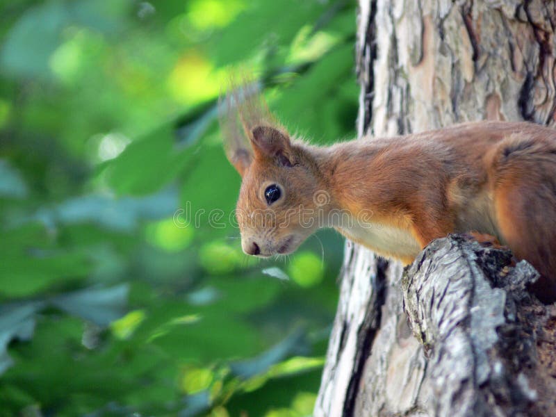 Red Squirrel Looking Down Curiously from the Chestnut Tree Stock Photo ...
