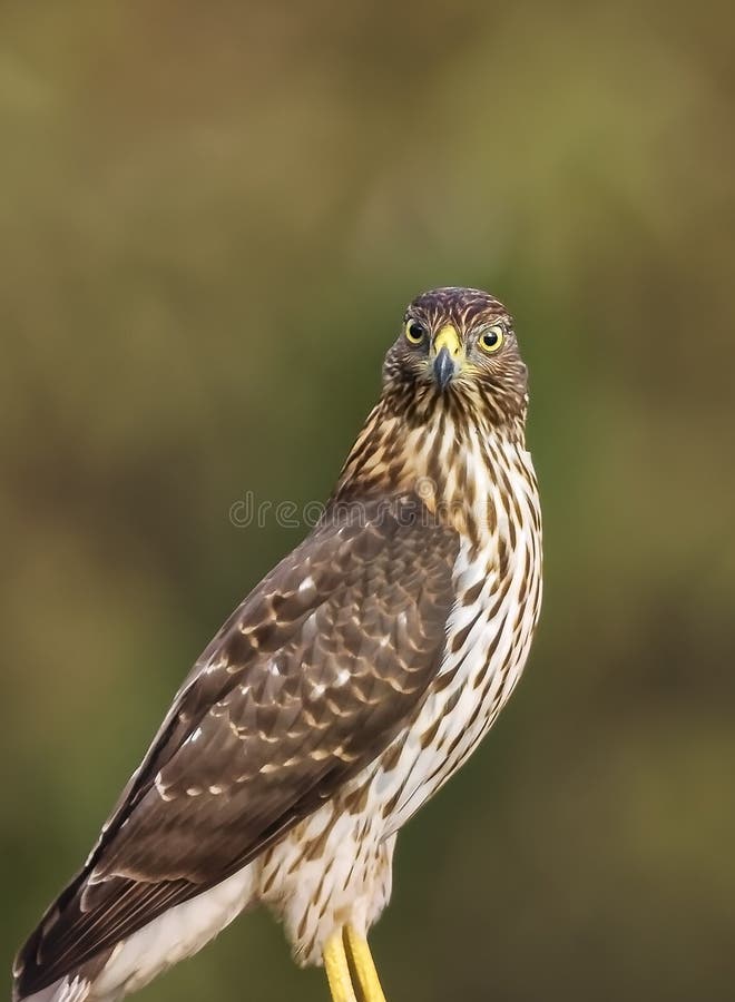 Red-Tailed Hawk stock photo. Image of head, nature, feather - 100303102