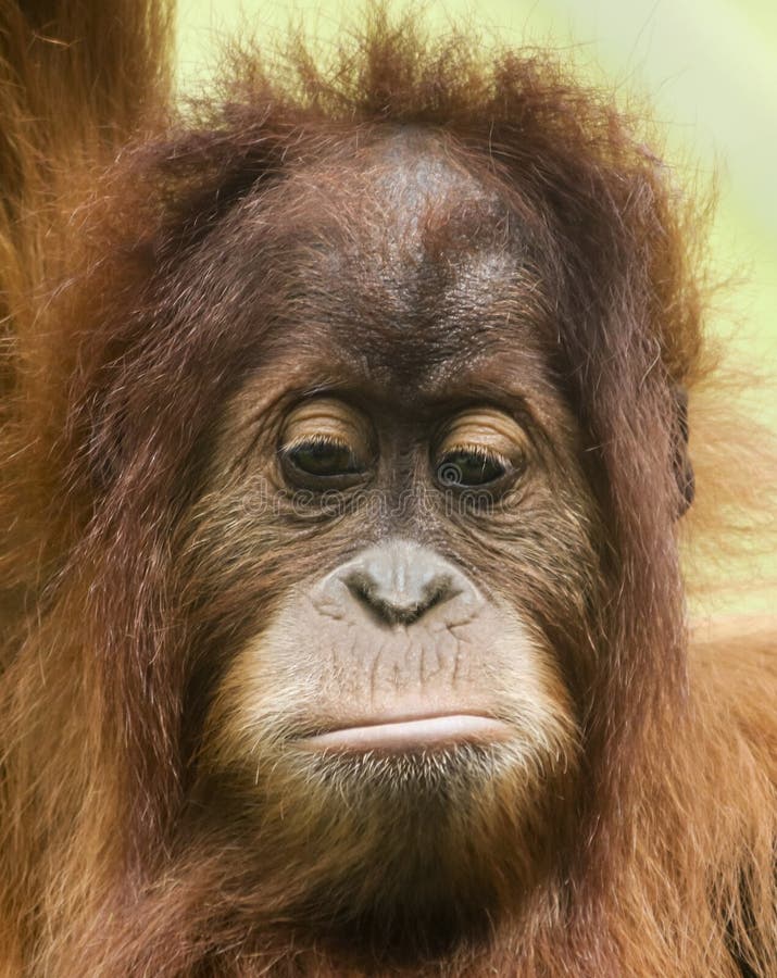 Pouting Primate stock photo. Image of brazzas, pout, frown - 13060710