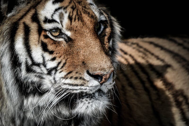 Close portrait of a tiger stock photo. Image of male - 127993594