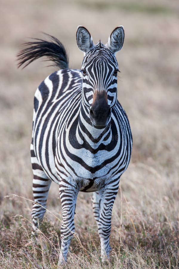 Close Portrait of the Zebra Curiously Looking at Camera, Africa. Stock ...