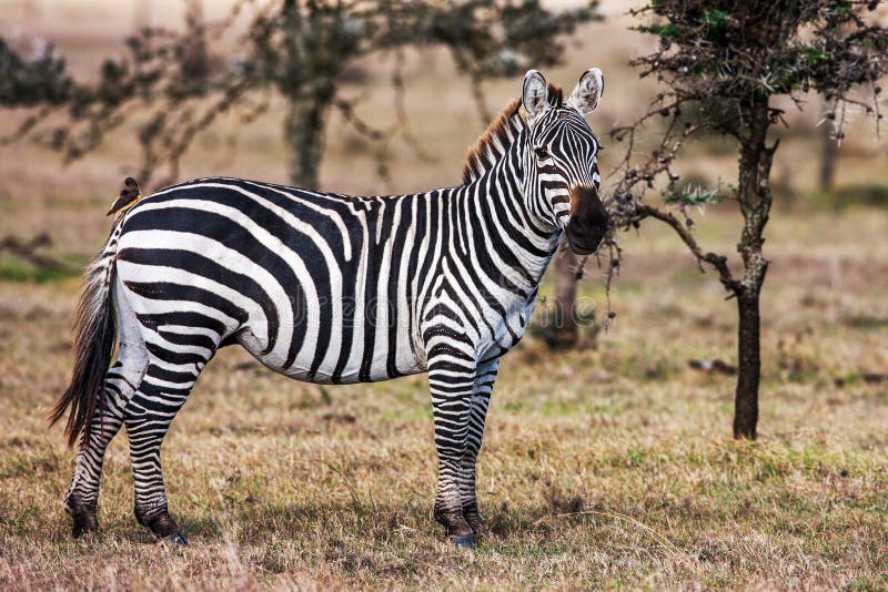 Close Portrait of the Zebra Curiously Looking at Camera, Africa. Stock ...