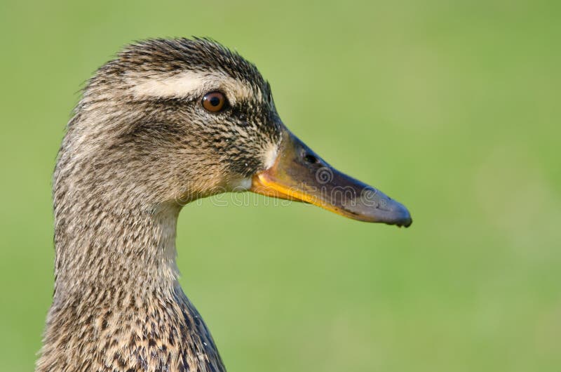 Profile of Mallard Duck As it Surges Forward in the Water Stock Image ...