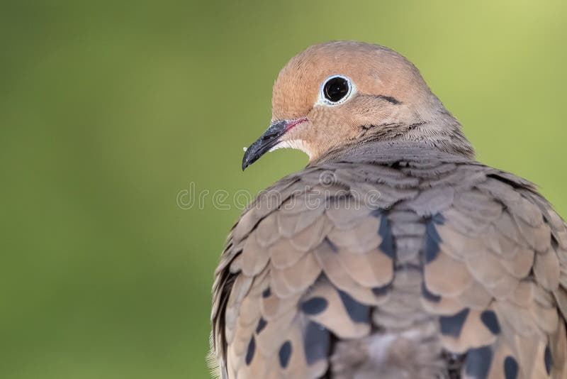 Profile Mourning Dove Zenaida Macroura Stock Image - Image of doves ...