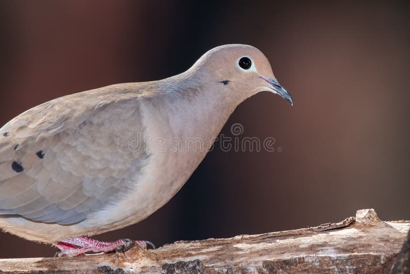 Profile Mourning Dove Zenaida Macroura Stock Image - Image of doves ...