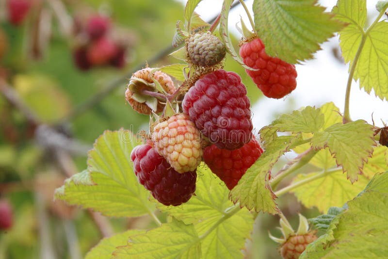 Close on a Raspberry Crop stock photo. Image of organic - 72807384