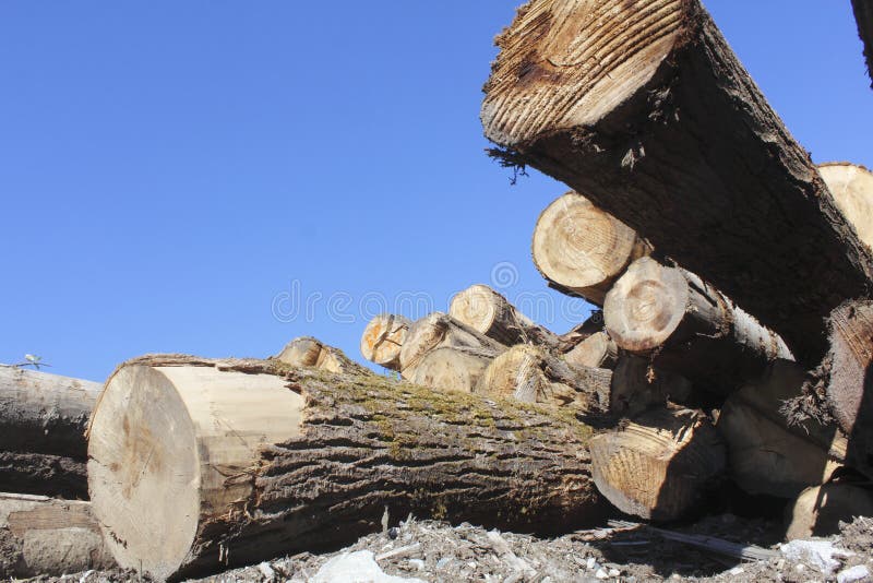Close on Raw Cedar Log Pile Stock Image - Image of yard, ground: 30961211