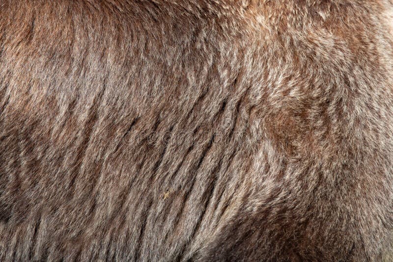 1,081 Black Bear Fur Texture Stock Photos - Free & Royalty-Free Stock Photos from Dreamstime