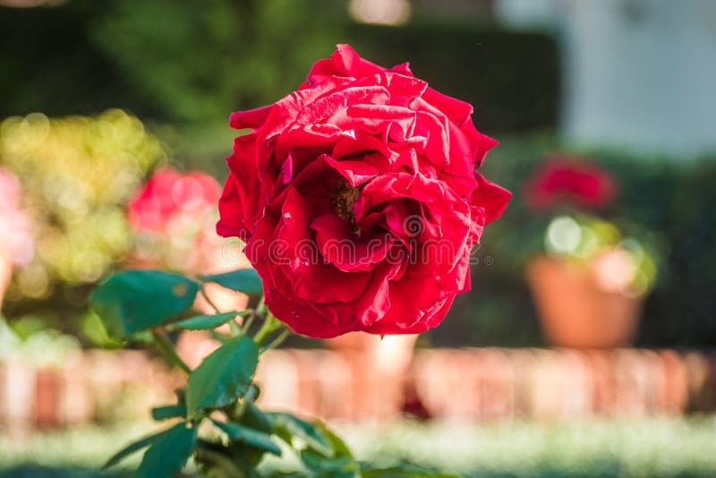 Close of red Spanish Rose stock photo. Image of natural - 194773874