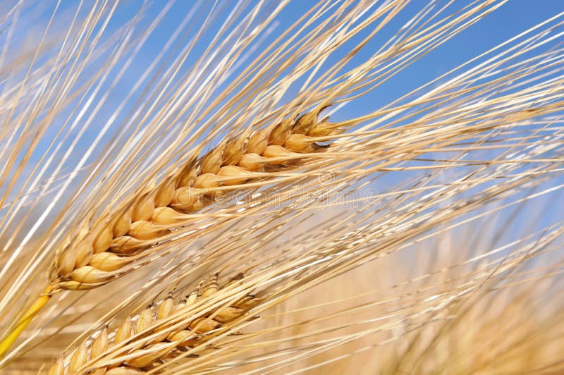 Close on Ripe Grain in a Field Stock Image - Image of field, wheat ...