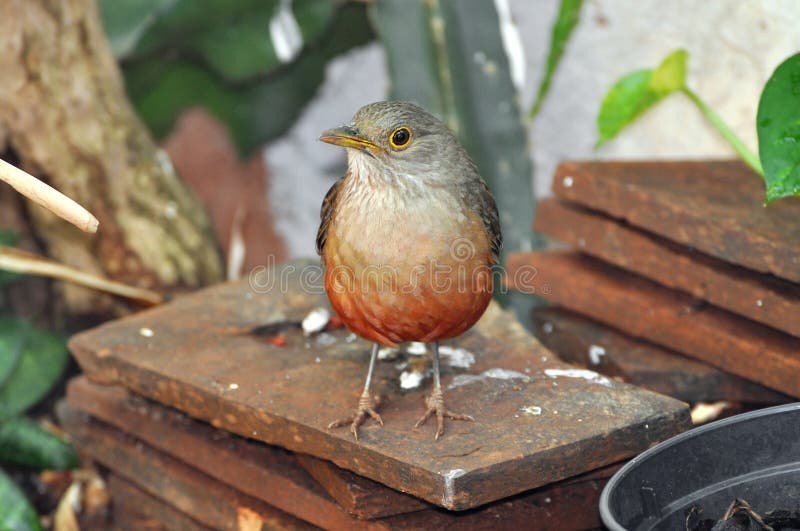 Close on a Sabia Laranjeira Bird on Bricks Stock Photo - Image of ...