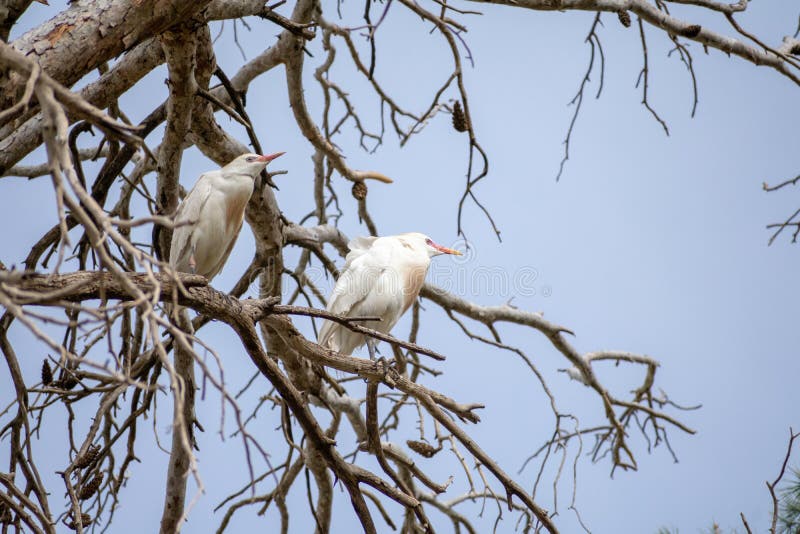 Close-shit of Cattle Egret Bubulcus Ibis Perching Stock Image - Image ...