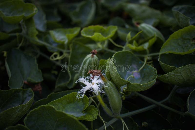 A Close Short of Pointed Gourd Flower Stock Image - Image of herb, food ...