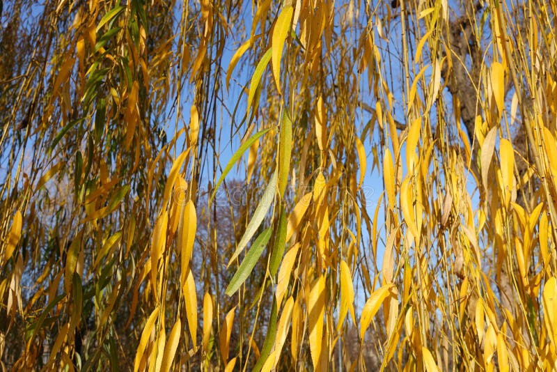 Close-up Of Weeping Willow Tree Branch In The Park In Autumn Stock ...