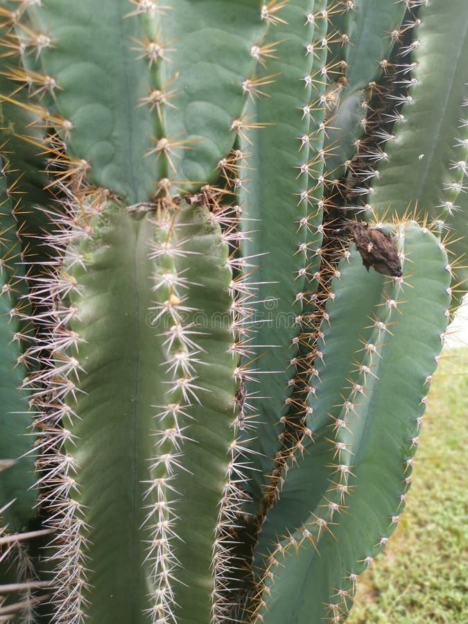 Close Shot of Barbed-wire Cactus Stock Image - Image of environment ...